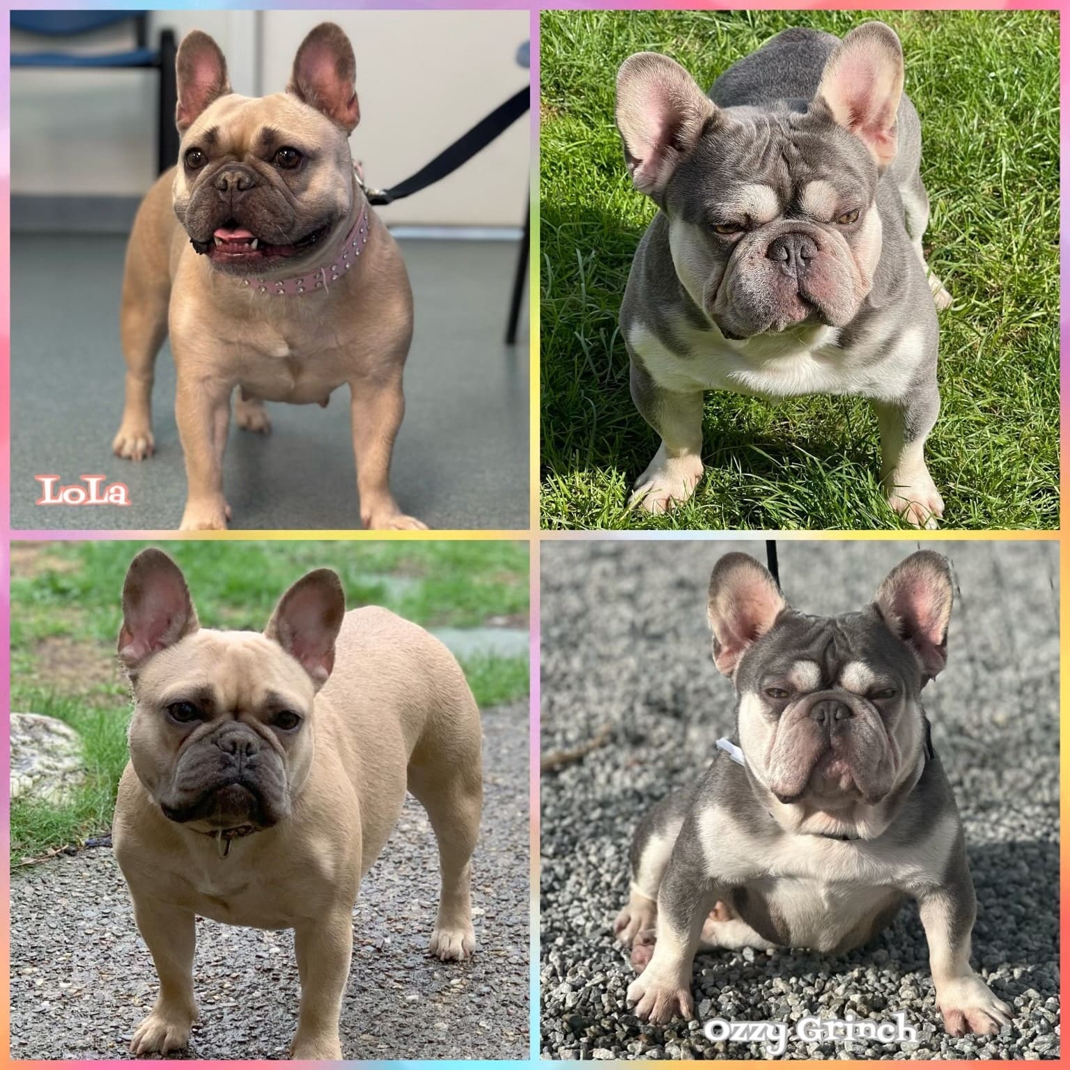 Platinum Frenchie Puppy Deposit Reservation for French Bulldogs