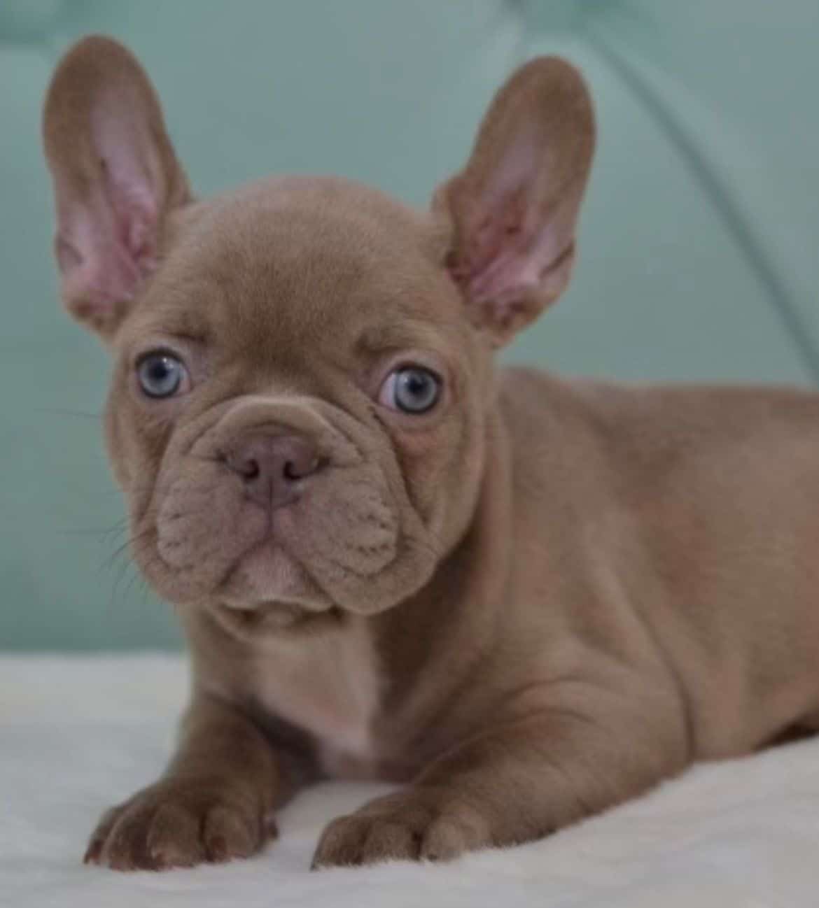 3 Frenchie Puppy deposit | Isabella nad Merle French bulldogs