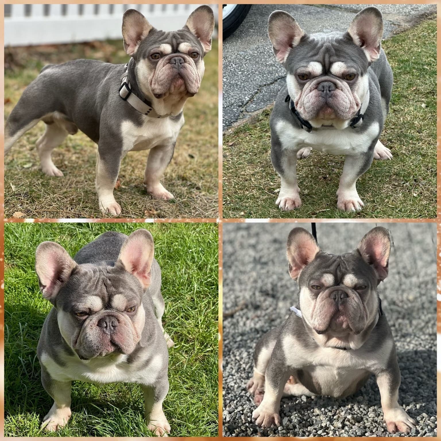Platinum Frenchie Puppy Deposit Reservation for French Bulldogs