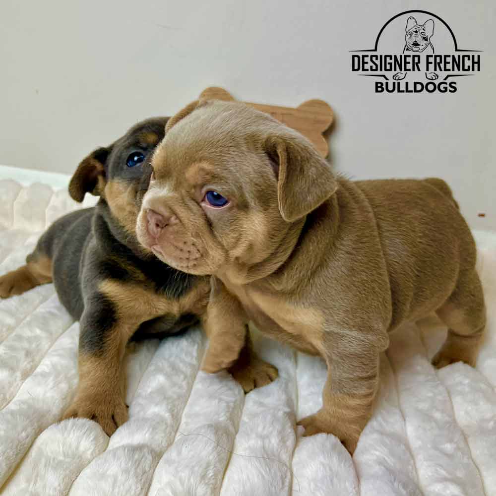 Isabella Frenchie Puppy Deposit Reservation for French Bulldog