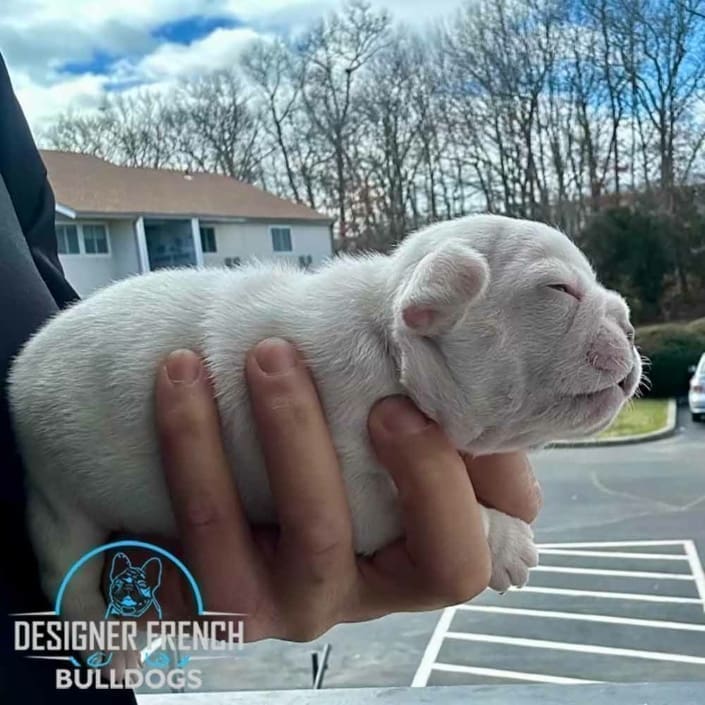 Platinum Frenchie Puppy Deposit Reservation for French Bulldogs