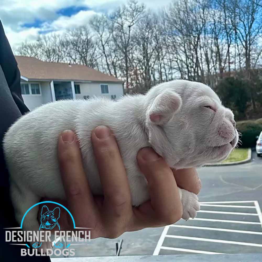 Platinum Frenchie Puppy Deposit Reservation for French Bulldogs
