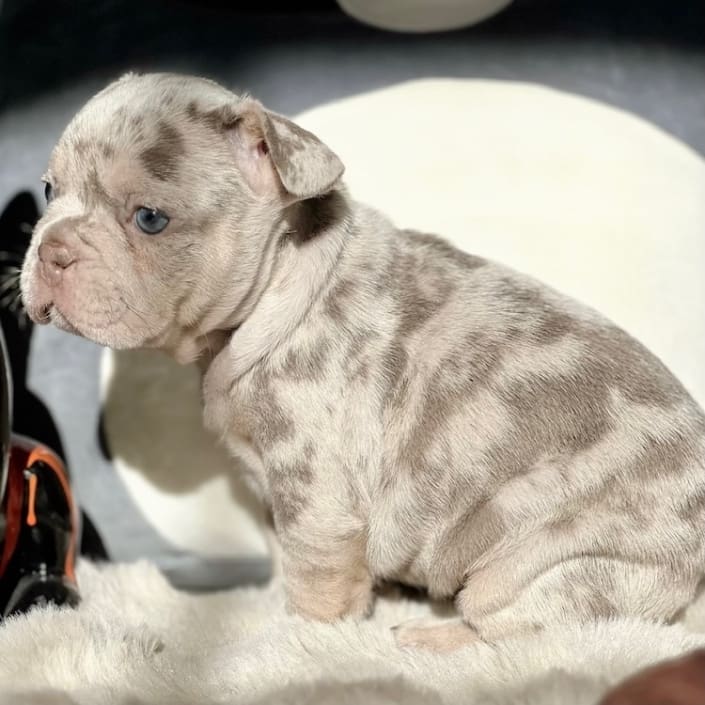 Isabella Merle Frenchie Female 3mm Isabella Merle French bulldog