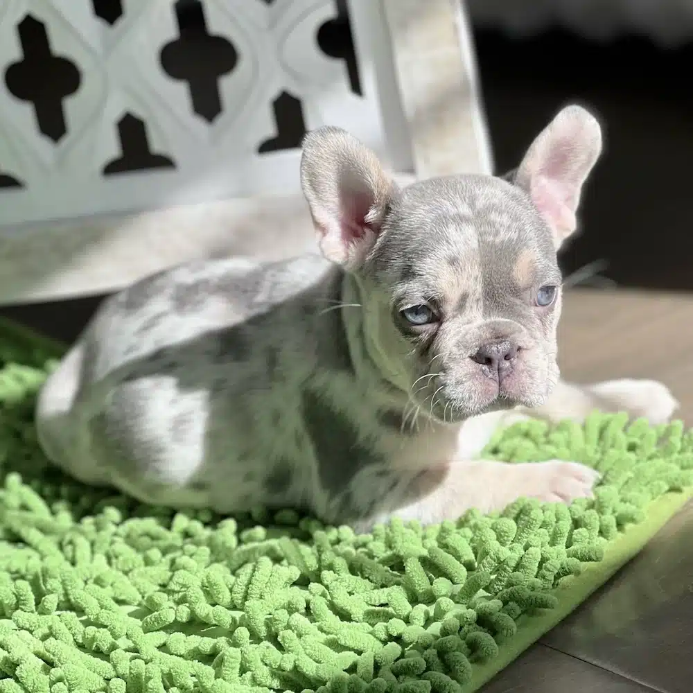 Lilac Merle Frenchie Puppies | Lilac Merle French bulldog price cost