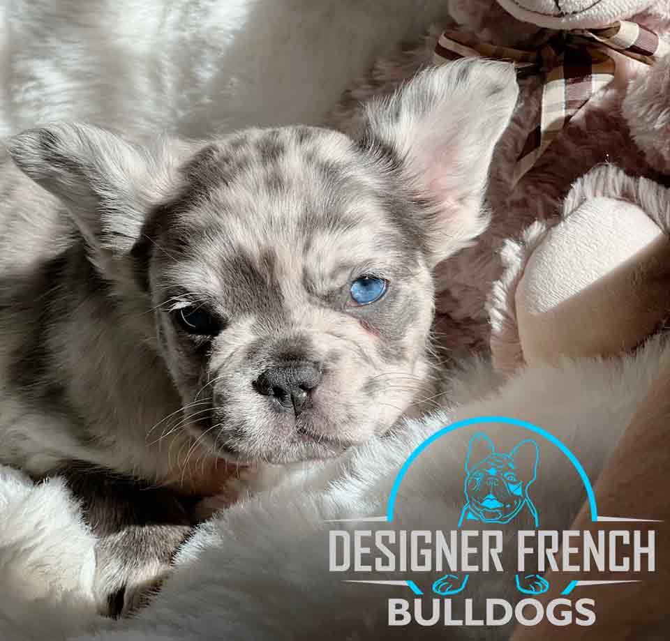 Blue Fluffy Merle Frenchie Puppies | Fluffy Merle French bulldog