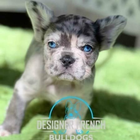 fluffy frenchies for sale Archives - Designer French Bulldogs