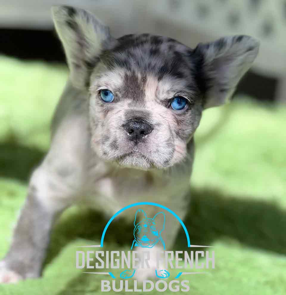 Lilac Merle Frenchie Puppies | Lilac Merle French bulldog price cost