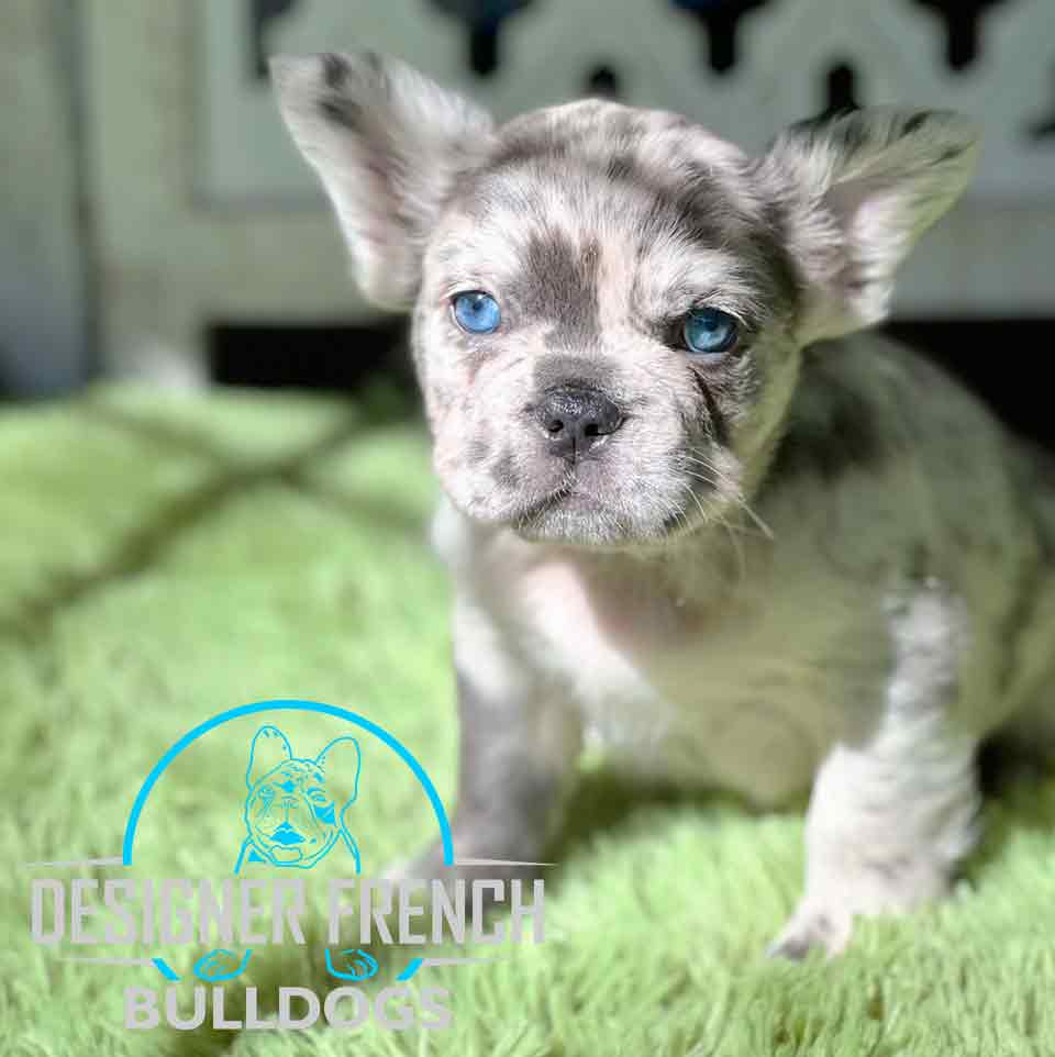 Blue Fluffy Merle Frenchie Puppies | Fluffy Merle French bulldog