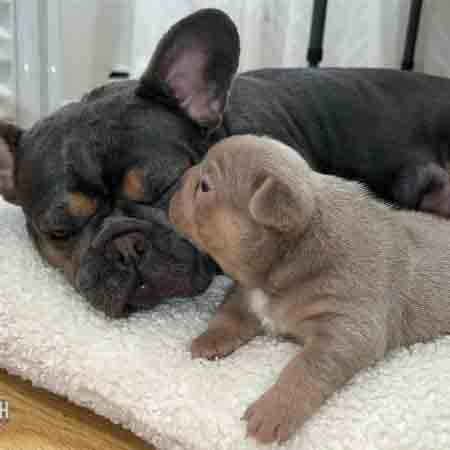 Designer Frenchie puppies | AKC French Bulldog puppies for sale