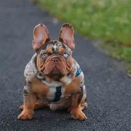 Frenchie puppies for sale | Best French Bulldog puppies for sale