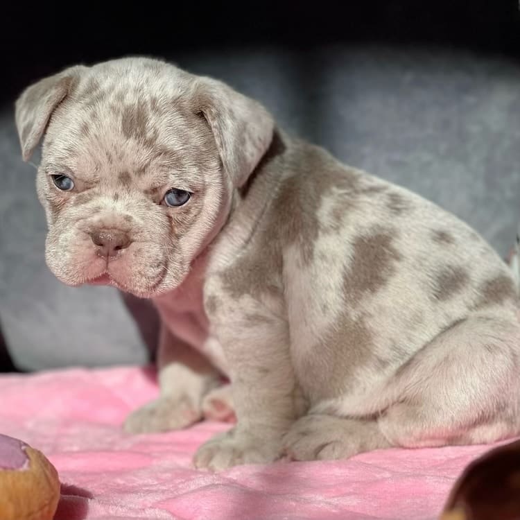 Isabella Merle Frenchie Puppy Full | Isabella Merle French bulldog