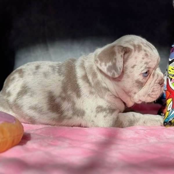 Isabella Merle Frenchie Puppy Full | Isabella Merle French bulldog