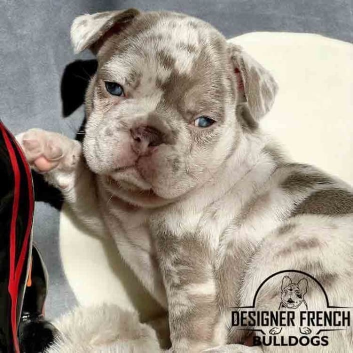 Isabella Merle Frenchie Puppy Full | Isabella Merle French bulldog
