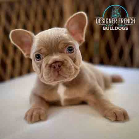 Big Rope French Bulldog for sale | Fluffy Big rope French bulldogs