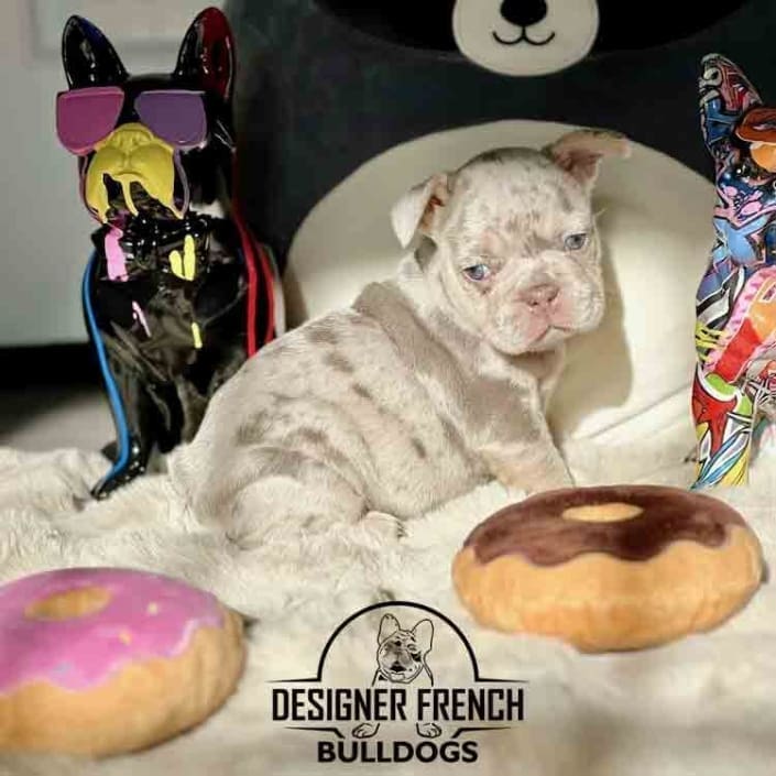 Isabella Merle Frenchie Female 3mm Isabella Merle French bulldog