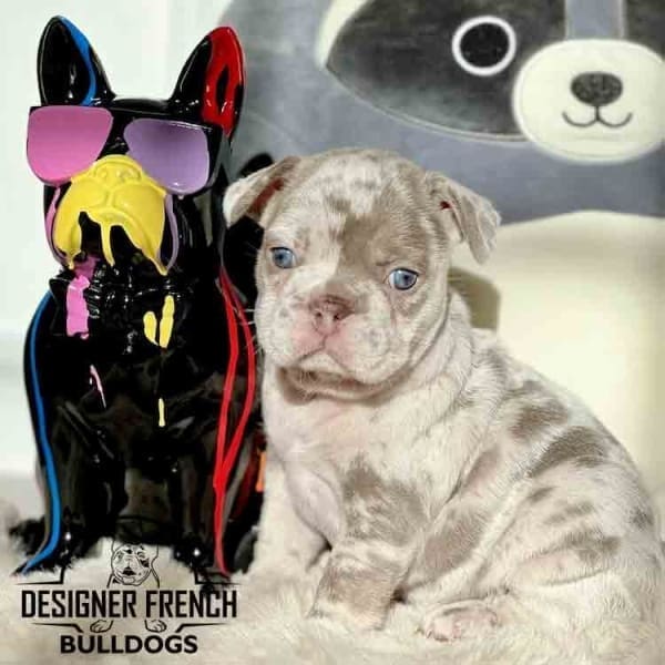 Isabella Merle Frenchie Puppy Full | Isabella Merle French bulldog
