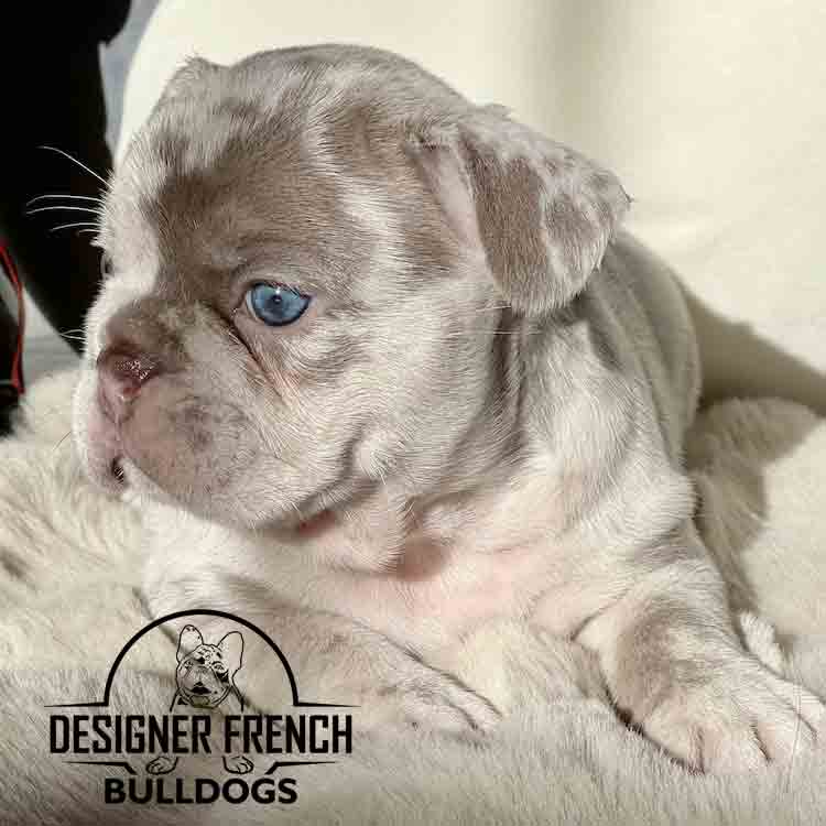 Isabella Merle Frenchie Puppy Full | Isabella Merle French bulldog