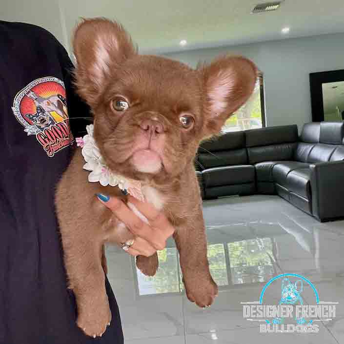 Rojo Frenchie Puppy | Rojo and tan French bulldog price