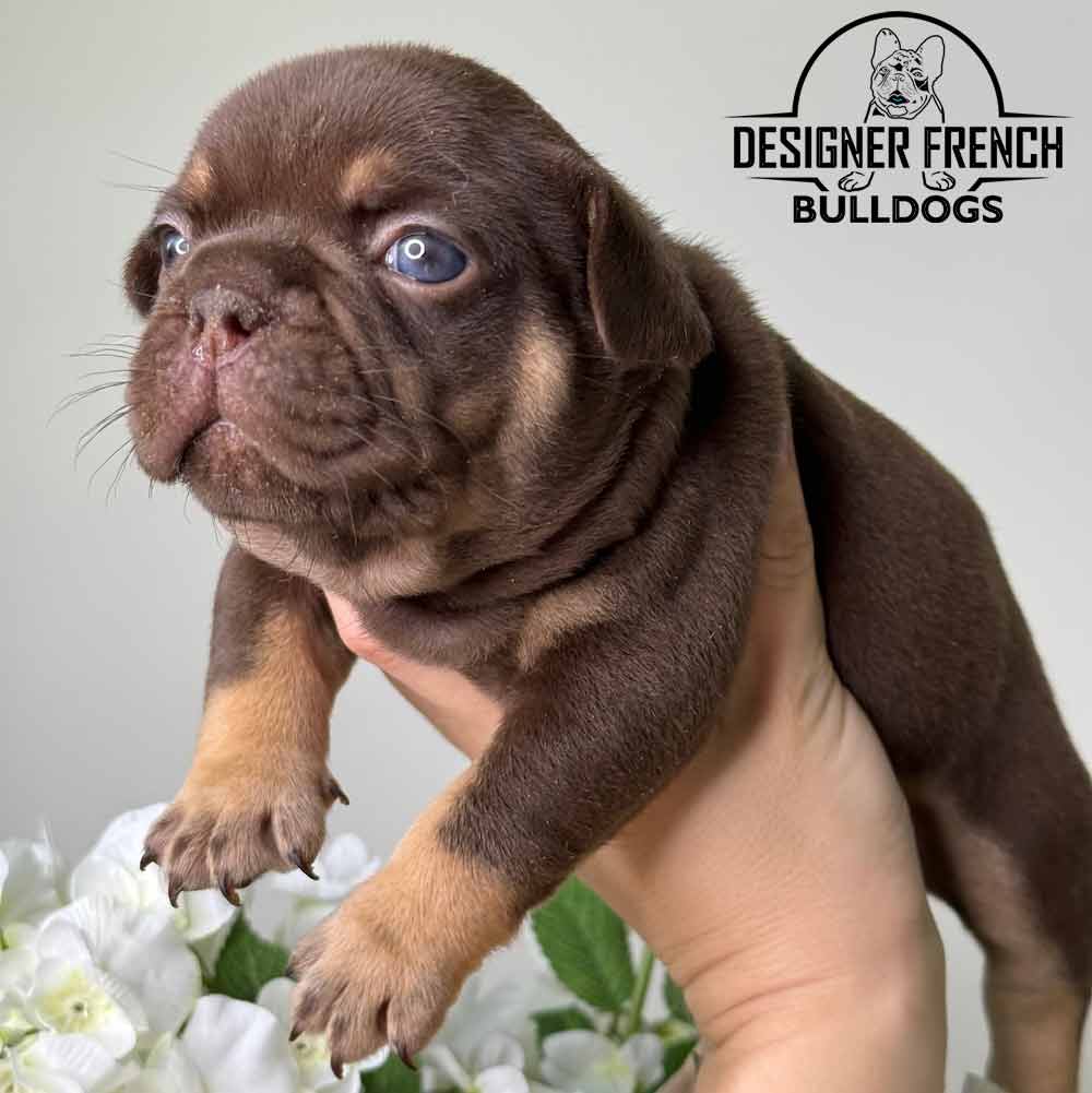 Rojo Frenchie Puppy | Rojo and tan French bulldog price