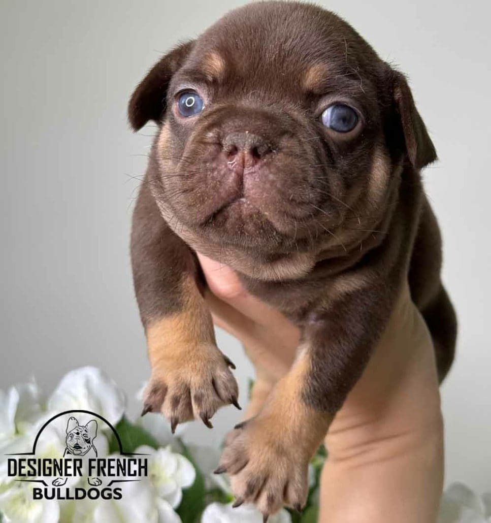 Rojo Frenchie Puppy | Rojo and tan French bulldog price