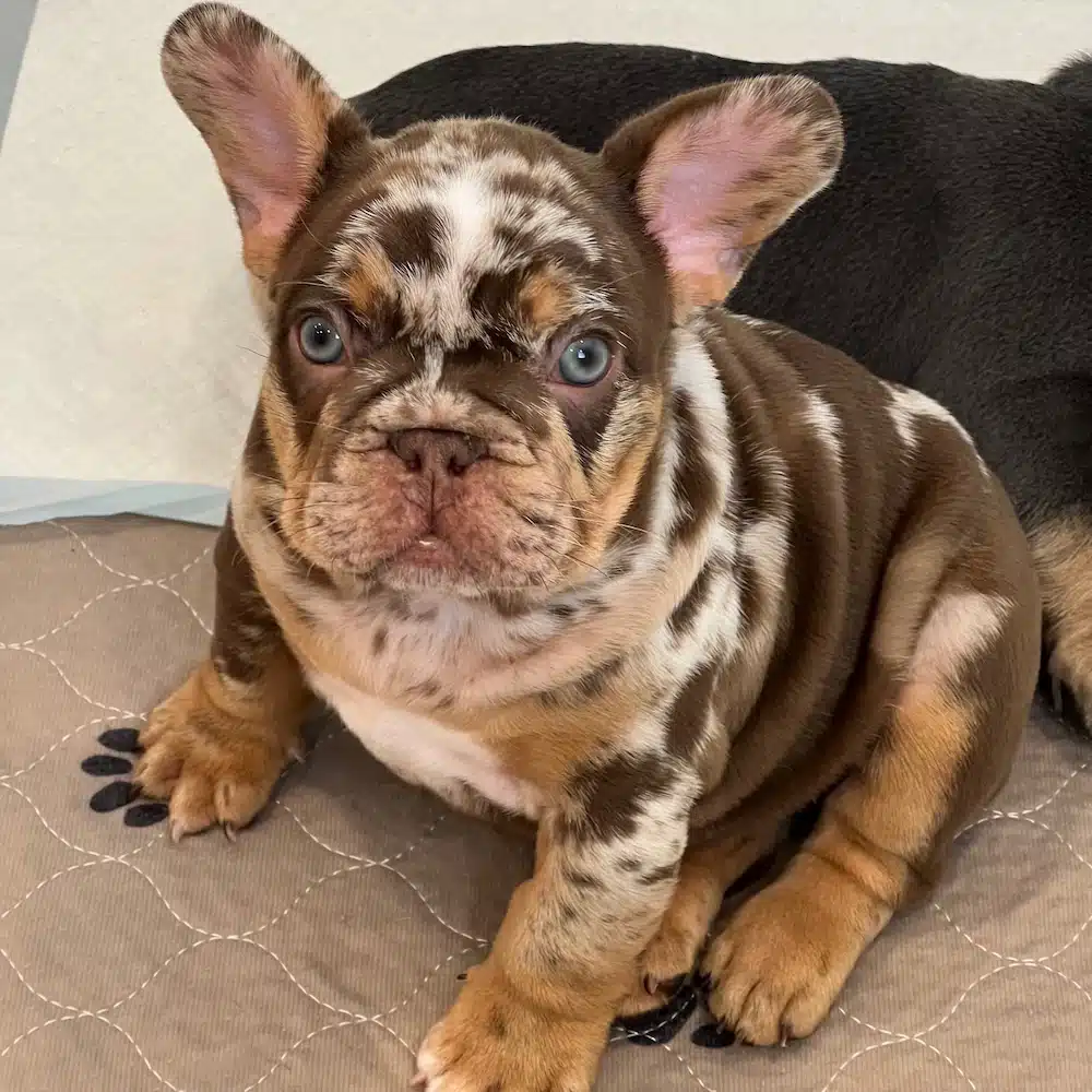 Rojo Merle Tricolor Frenchie Puppy | Rojo and tan French bulldog