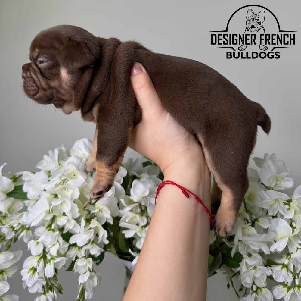 Rojo Frenchie Puppy | Rojo and tan French bulldog price
