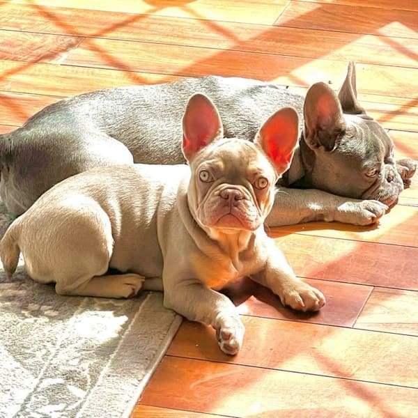 Isabella Merle Frenchie Puppy Full | Isabella Merle French bulldog