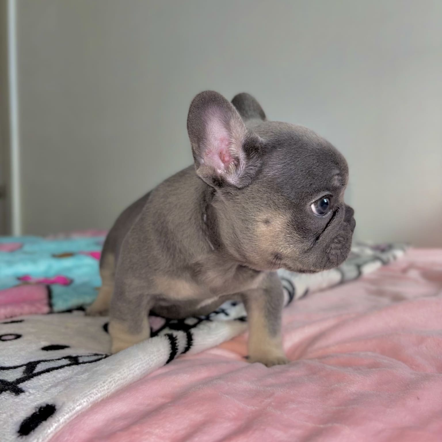 Lilac and tan Frenchie Puppy Full | Lilac French bulldog puppies