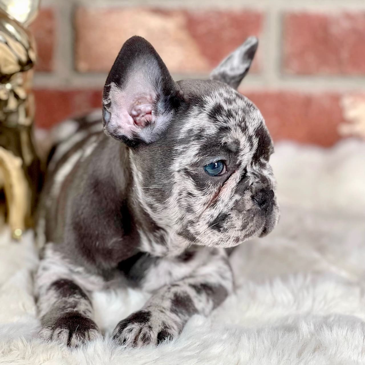 Blue Merle Frenchie Puppy | Blue Merle French bulldog puppies
