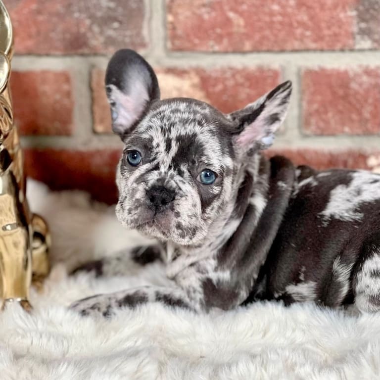 Blue Merle French Bulldog for sale | Blue Merle Frenchie puppies