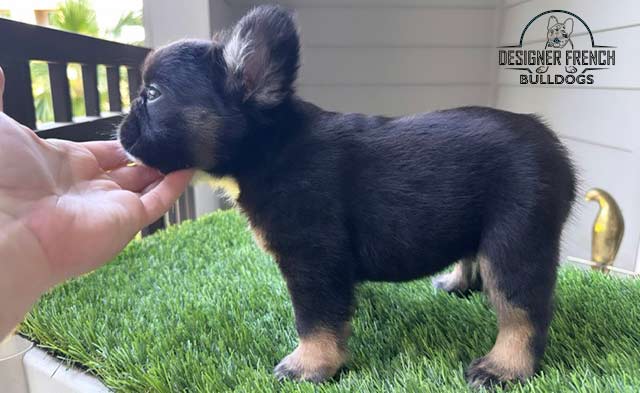 Fluffy Black and Tan Frenchie Puppy Fluffy French bulldog puppies