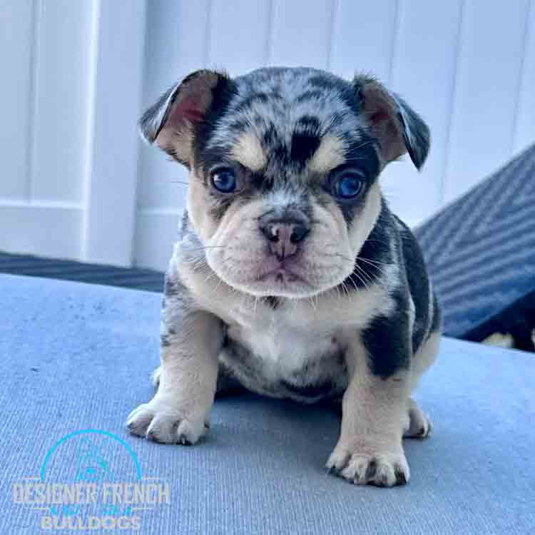 Cocoa and tan Merle Frenchie Puppy Cocoa Merle French bulldogs