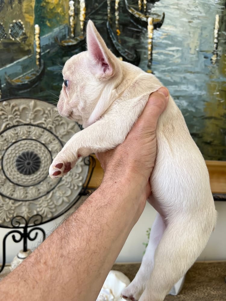 Cream French bulldog puppies for sale | Cream Frenchie for sale