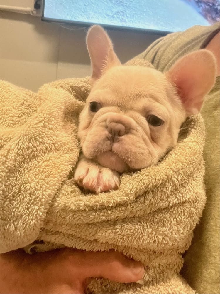 Cream French bulldog puppies for sale | Cream Frenchie for sale