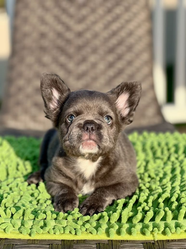 Blue Fluffy Frenchie female Puppy for sale | Fluffy French bulldog