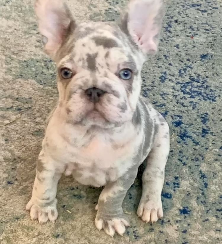 Big Rope Merle Frenchie Puppy Big Rope Merle French bulldog