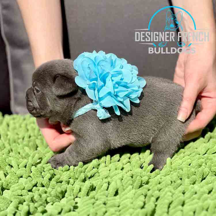 Blue Frenchie Puppy for sale | Blue French bulldog male puppies