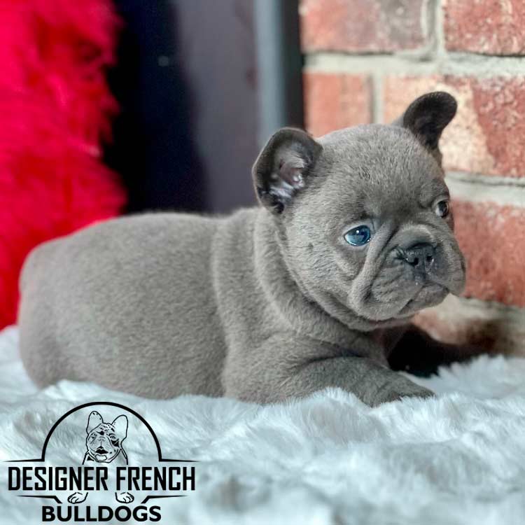 Blue Frenchie Puppies for sale | Blue French bulldog male puppies