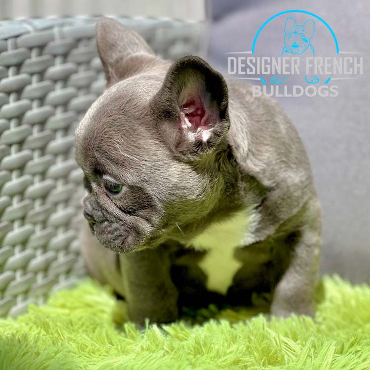 Bly Frenchie Puppy | AKC Blue French bulldog puppies for sale