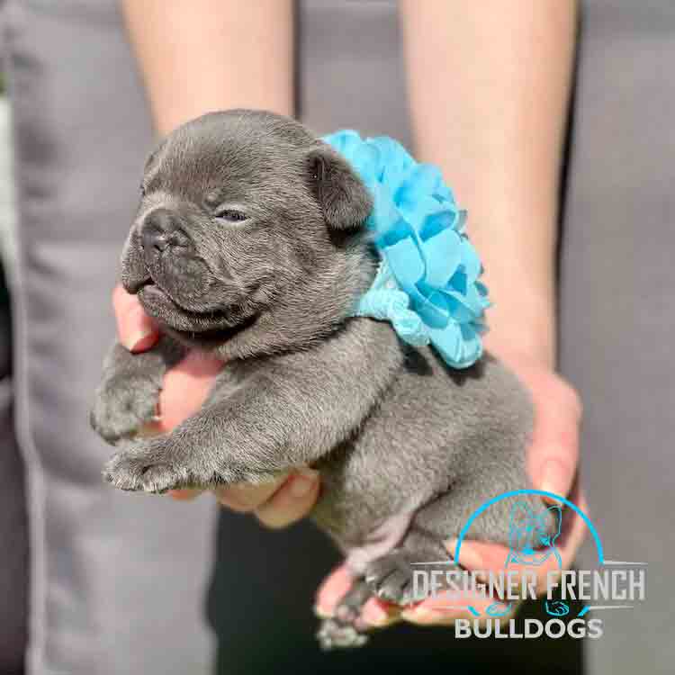 Blue Frenchie Puppy for sale | Blue French bulldog male puppies