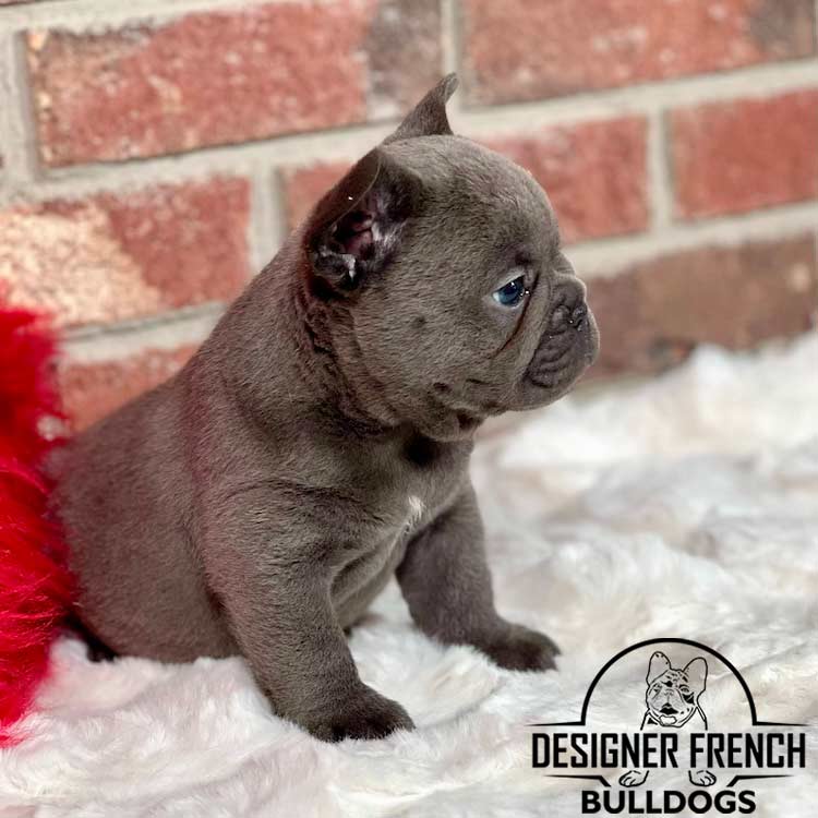 Blue Frenchie Puppies for sale | Blue French bulldog male puppies