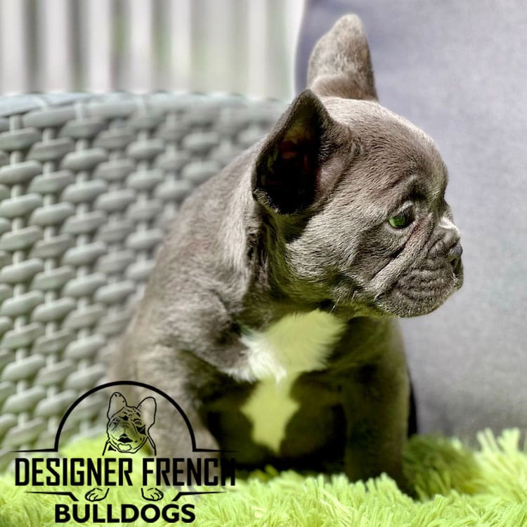 Bly Frenchie Puppy | AKC Blue French bulldog puppies for sale