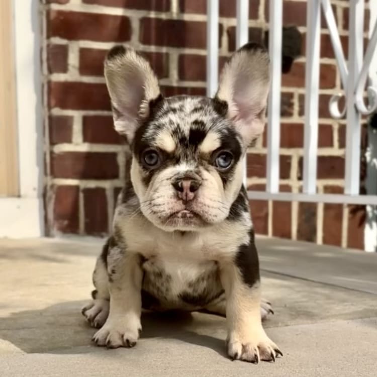 Cocoa and tan Merle Frenchie Puppy Cocoa Merle French bulldogs