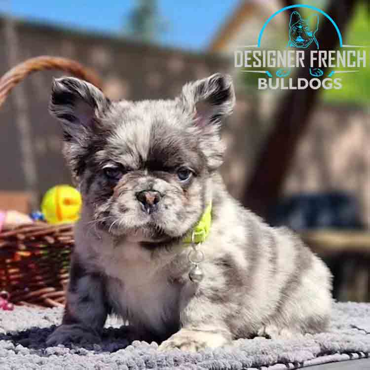 Blue Fluffy Merle Frenchie Puppies | Fluffy Merle French bulldog