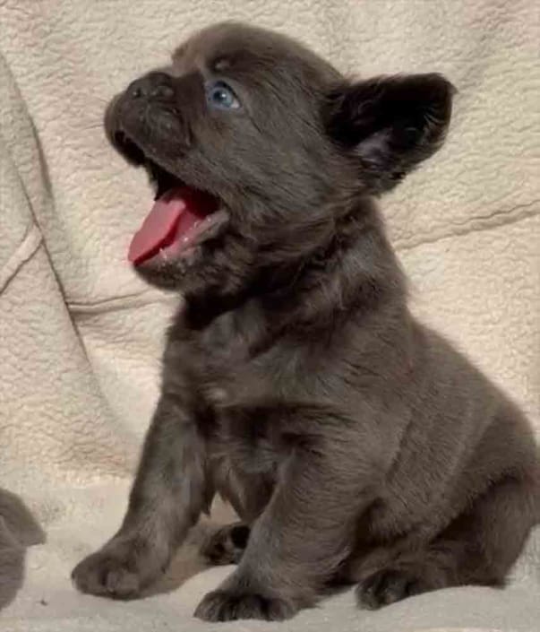 Blue Fluffy French Bulldog - Blue Fluffy frenchie puppies for sale