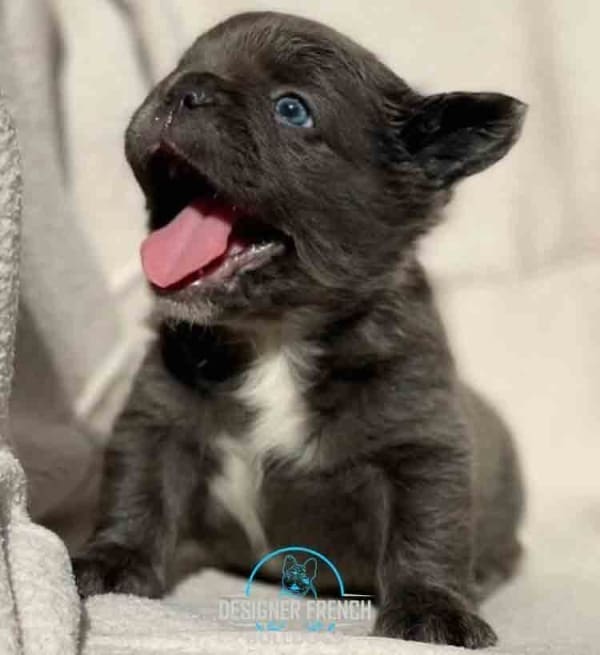Blue Fluffy Frenchie female Puppy for sale | Fluffy French bulldog
