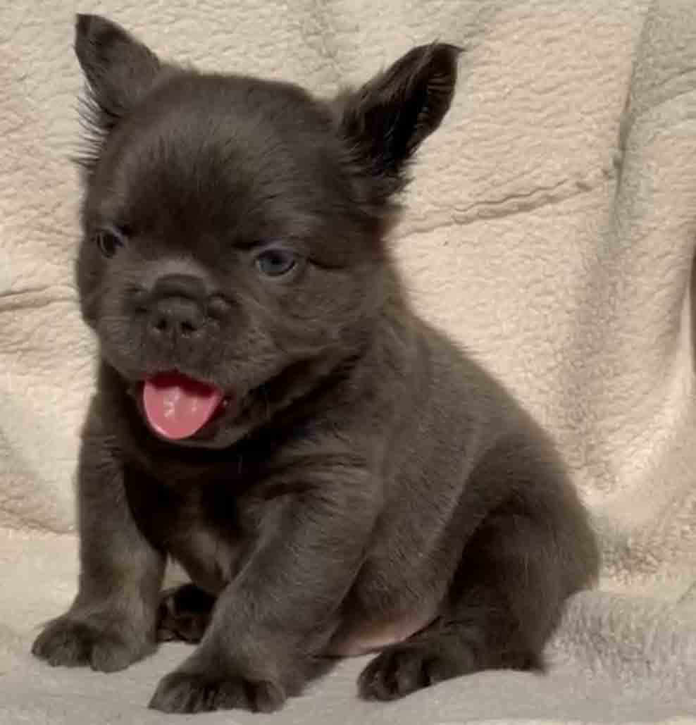 Blue Fluffy French Bulldog - Blue Fluffy frenchie puppies for sale