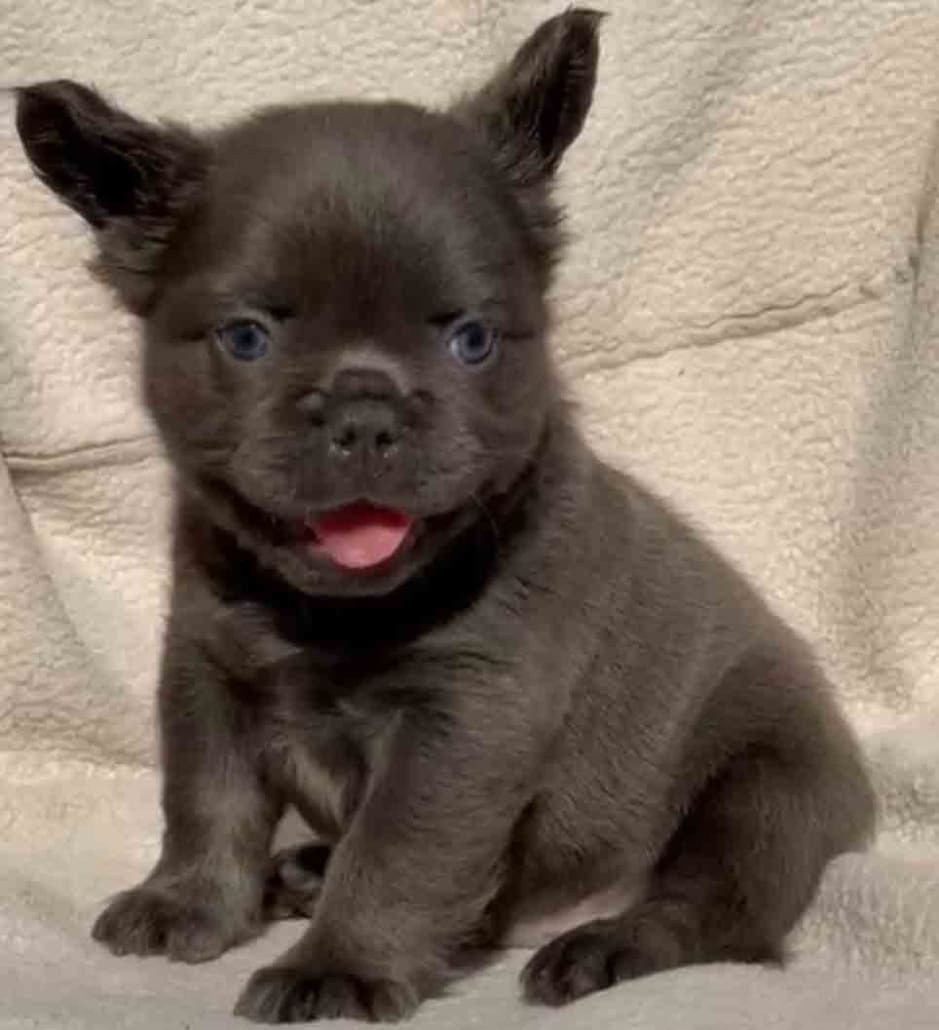 Blue Fluffy French Bulldog - Blue Fluffy frenchie puppies for sale
