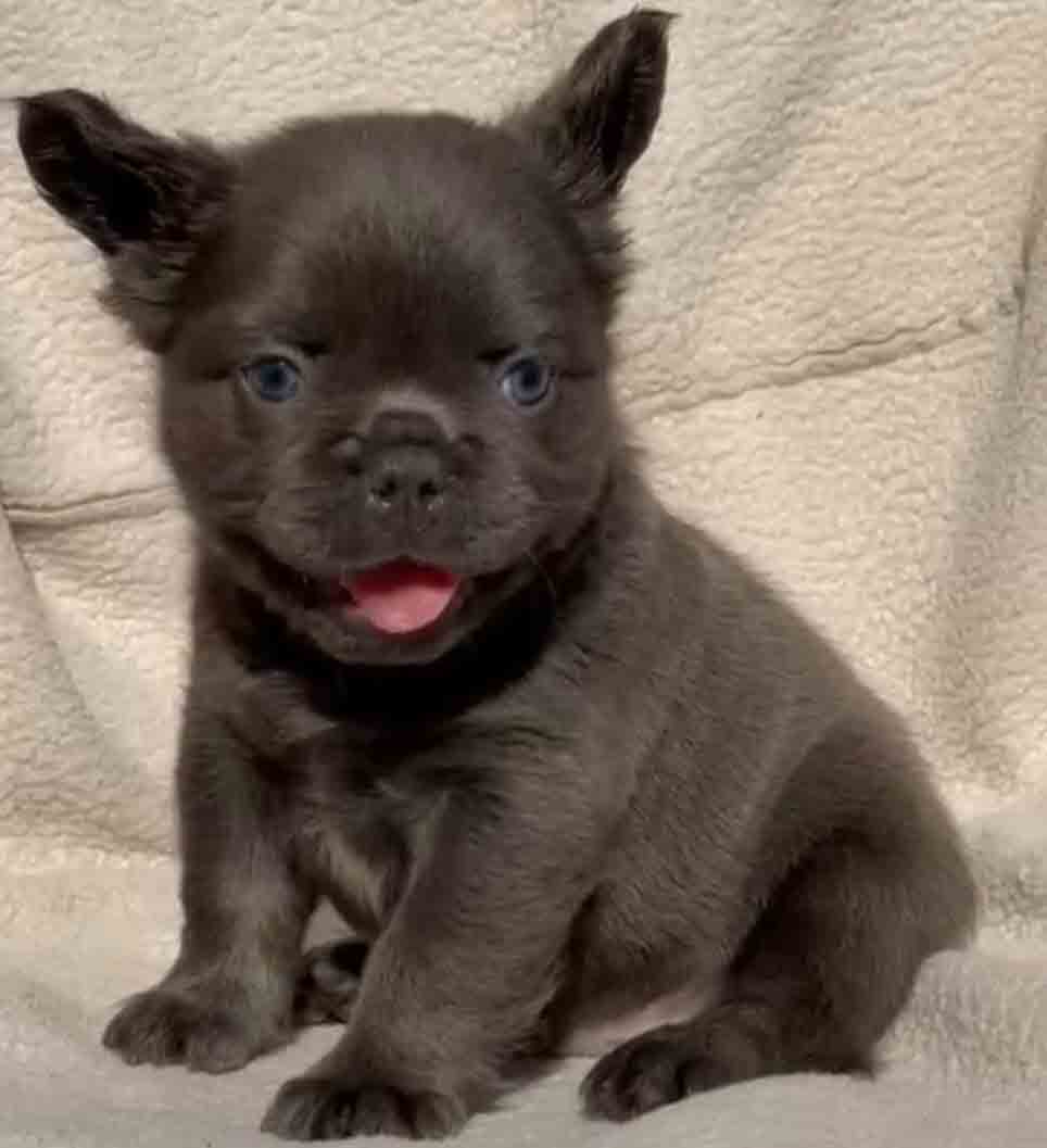 Blue Fluffy French Bulldog - Blue Fluffy frenchie puppies for sale