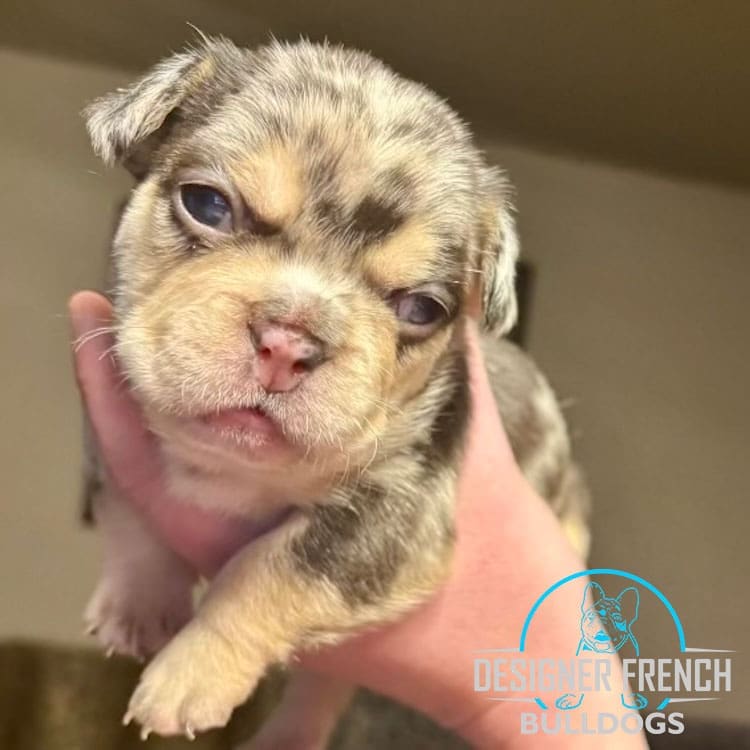 Lilac and tan Merle Frenchie Puppy | Lilac Merle French bulldogs